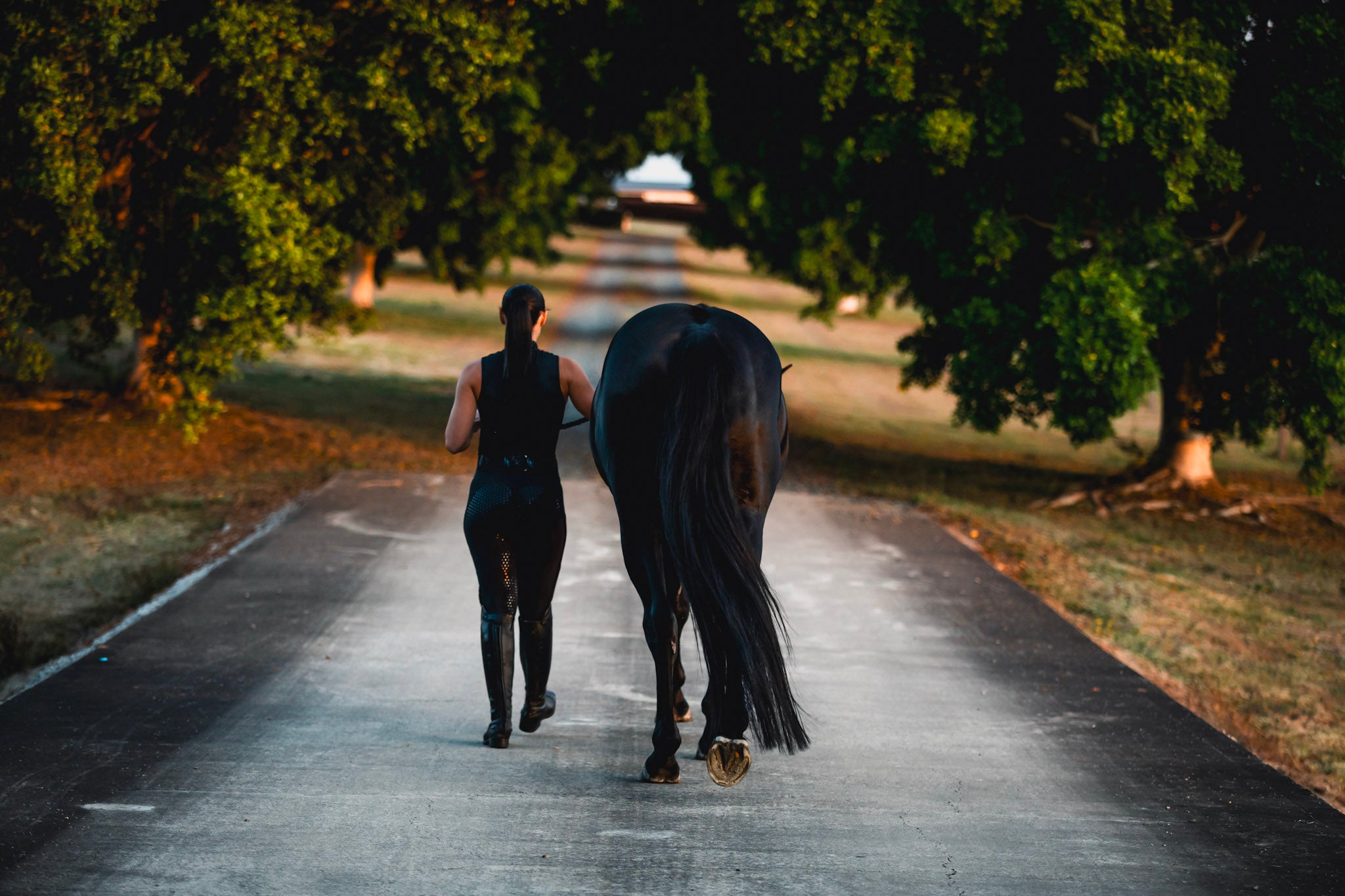 Accessories – GV Equine Apparel